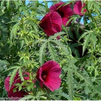 Amazon.com : 10 KENAF HIBISCUS Cannabinus Indian Hemp Red Flower Seeds ...