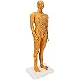 Amazon.com : 53cm Human Body Acupuncture Model Man Chinese Teaching ...