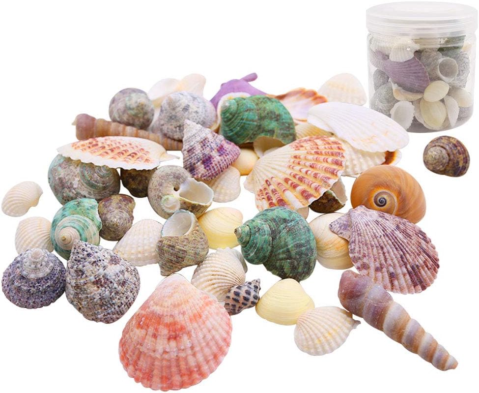 HAKACC Sea Shell Assortment, Sea Shells with Jar Mixed Natural Beach ...