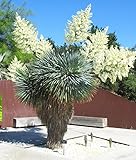 Yucca rostrata - How to grow & care