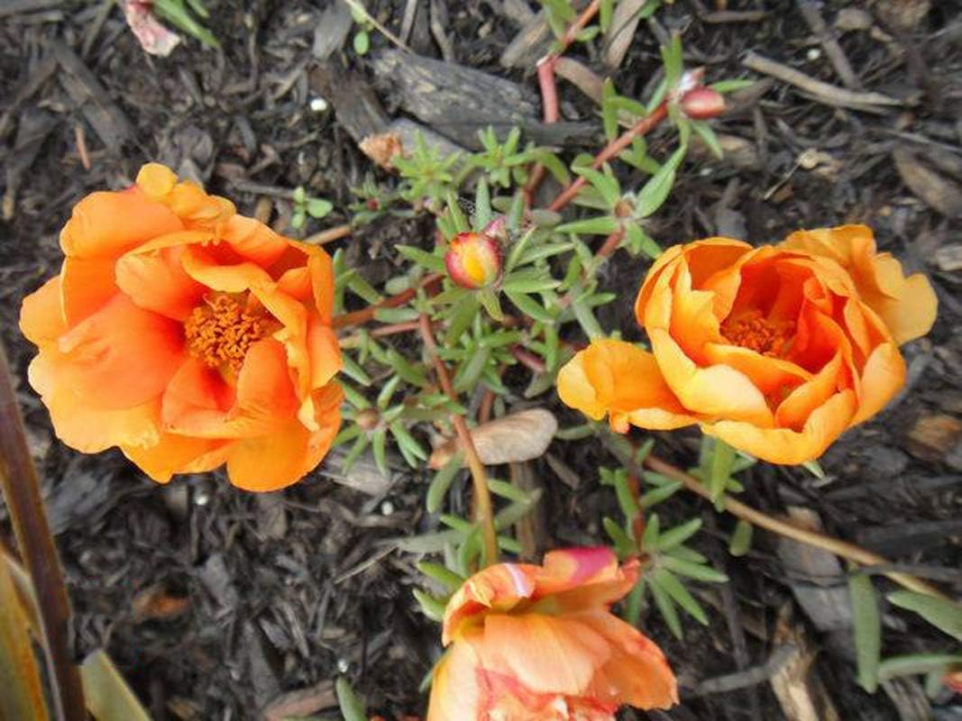 Mixed Color Moss-Rose Purslane Double Flower Seeds 100+ Portulaca ...