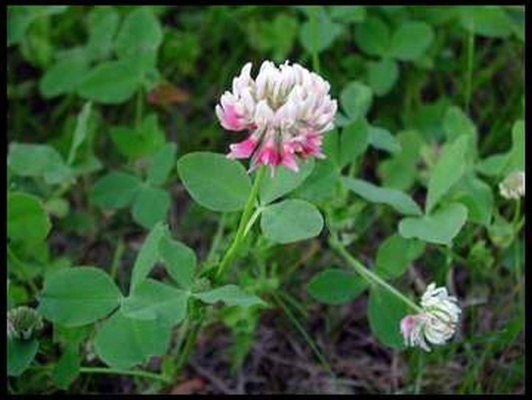 Alsike Clover Seeds - an Extremely Winter Hardy Perennial Clover ...