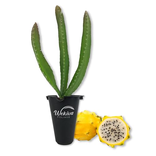 Yellow Dragon Fruit Tree How To Grow And Care For Dragon Fruit Plant