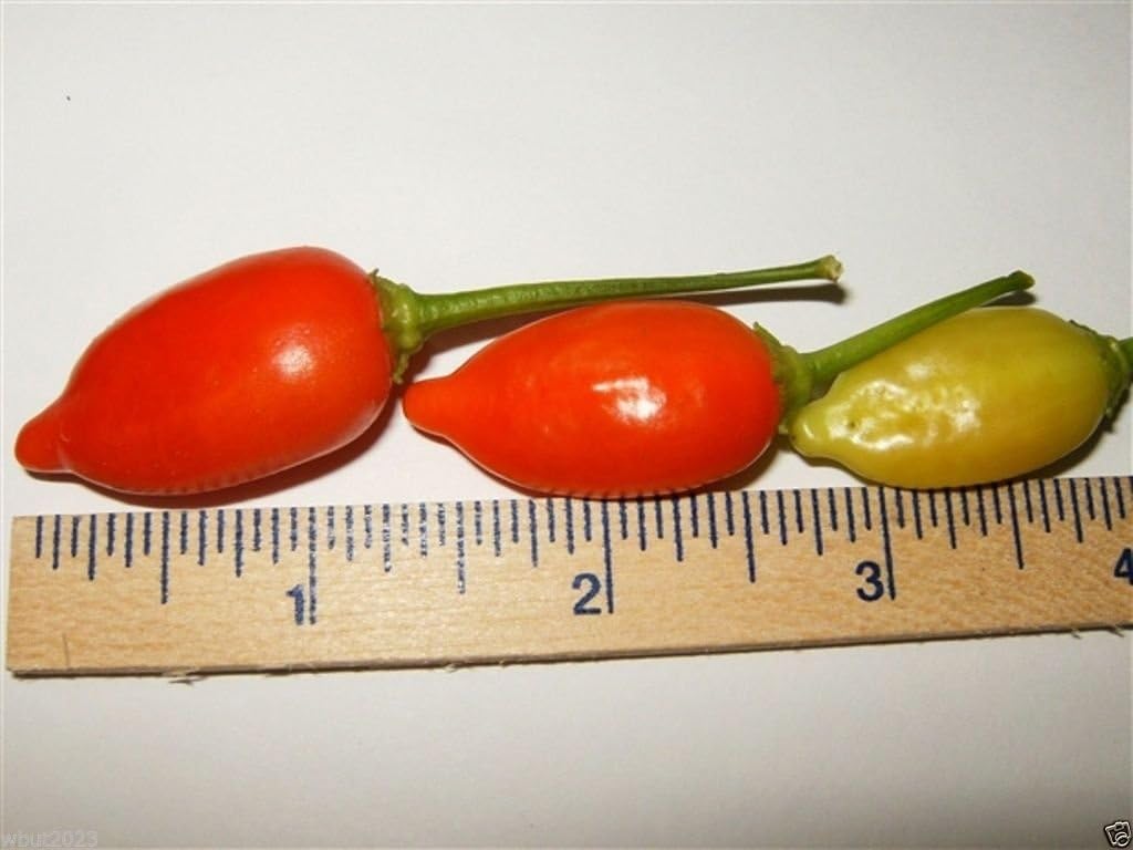 Inca Red drop, Pepper (25 Seeds) Aromatic, fruity,Great for pickling ...