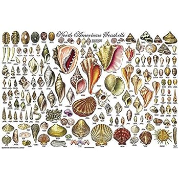 Amazon.com: Earth Sky & Water Poster - Shells of the Mid-Atlantic Coast ...