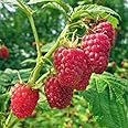 Amazon.com : 2 Raspberry Plants Live Seedlings 5 to 9 Inch Tall, Red ...