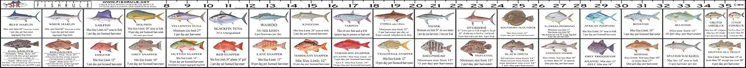 Amazon.com : Georgia Saltwater Fish Ruler Decal : Sports & Outdoors