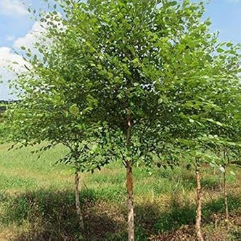 Amazon.com : River Birch Tree Betula nigra Multi-trunked Established ...