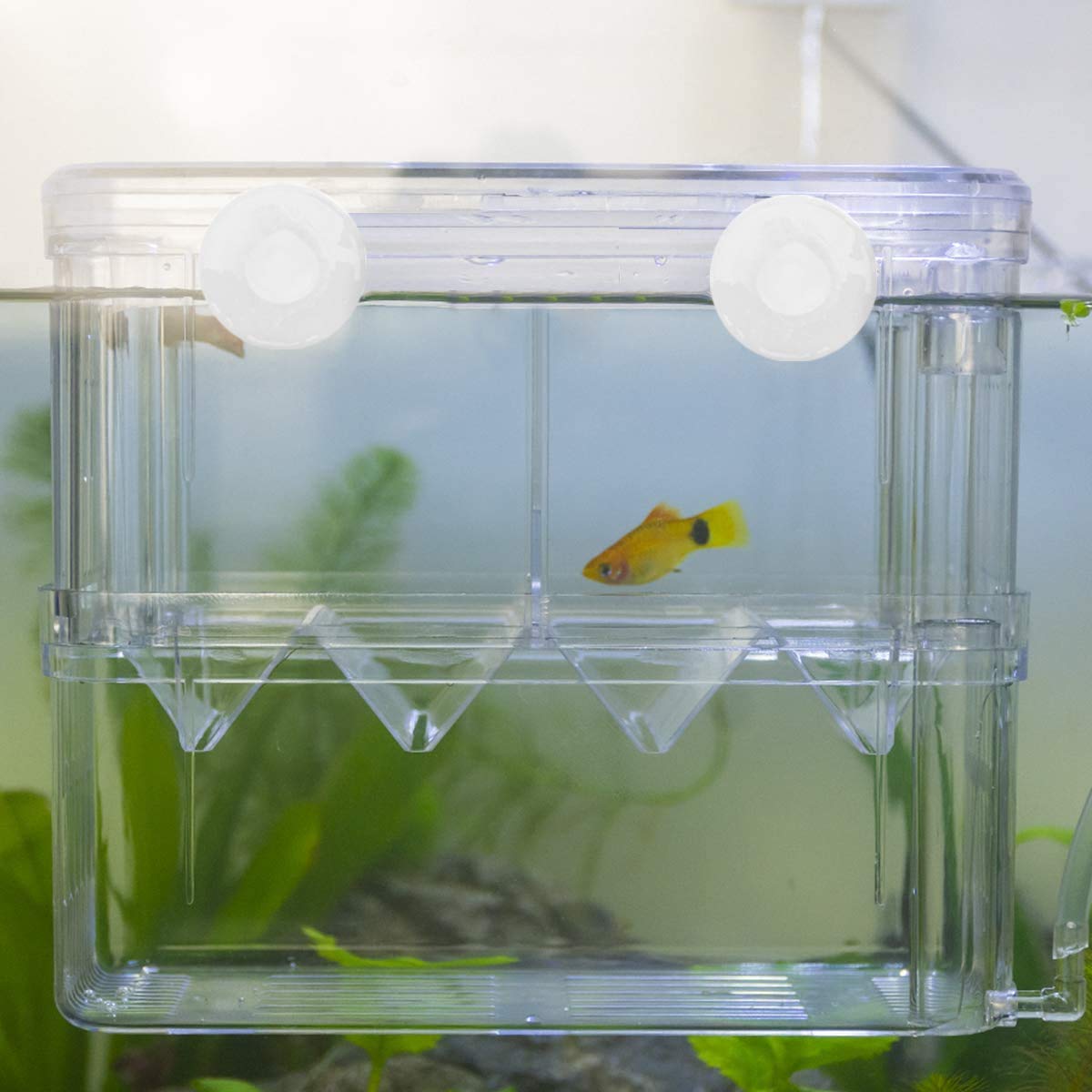 Mua Senzeal Aquarium Fish Breeder Box Plastic Fish Isolation Breeding ...