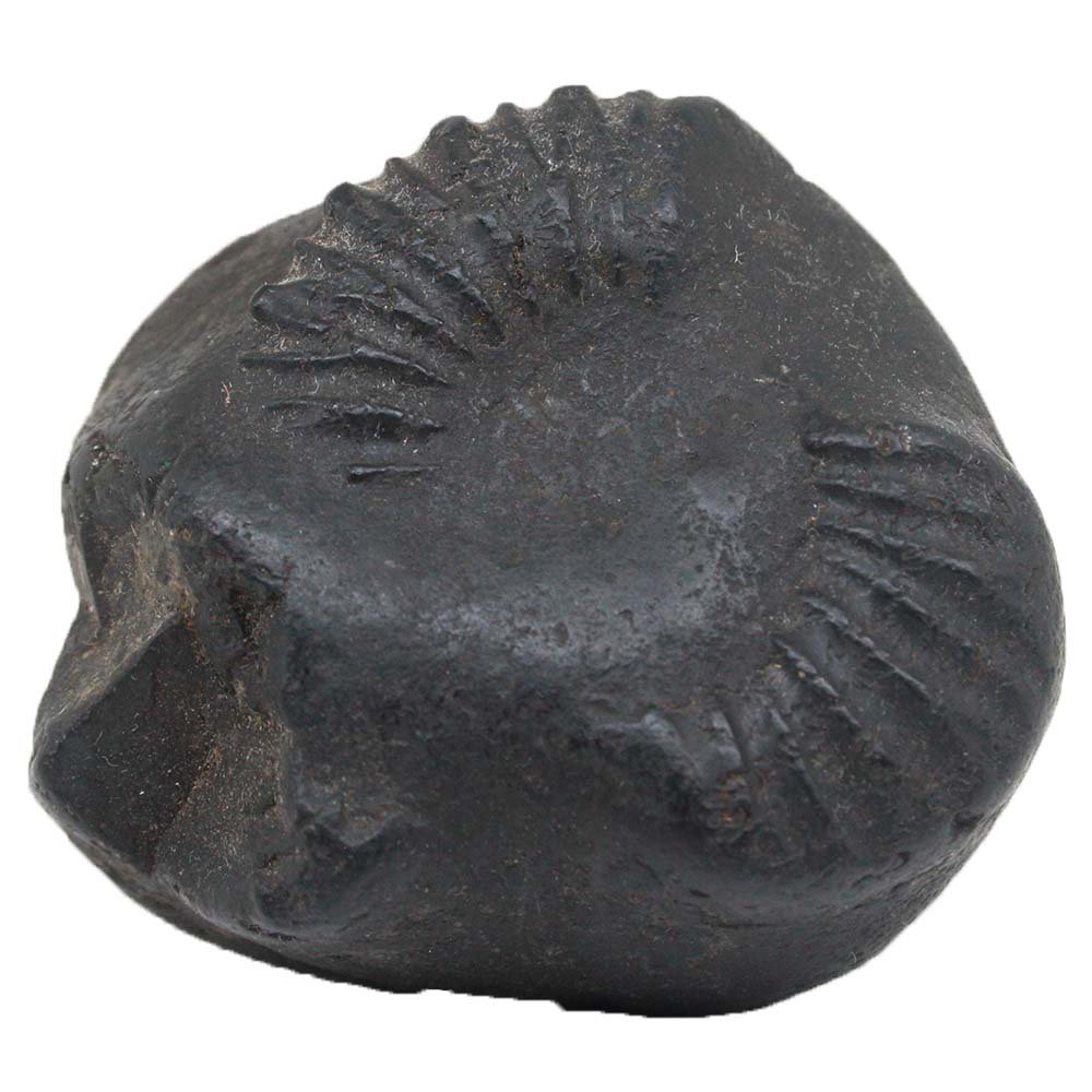 133gms Genuine & Original Shaligram Shila / Stone from Gandaki river in ...