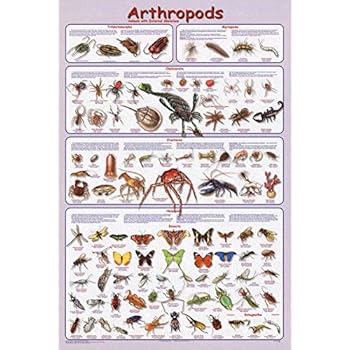 Amazon.com: Laminated Insect Identification Educational Science Chart ...