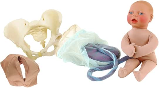 Amazon.com: Childbirth Model Set: Health & Personal Care