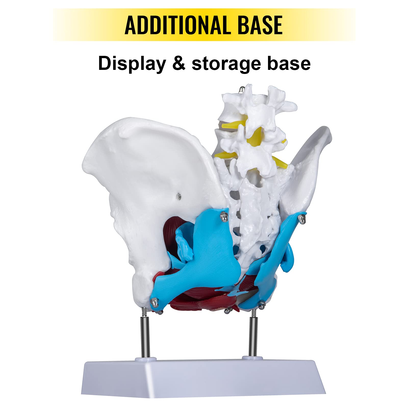 Mua VEVOR Pelvic Floor Model, Scientific Anatomy Model, Colored Female ...