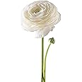 Amazon.com : Easy to Grow Italian Ranunculus 'Elegance Bianco' Plant ...