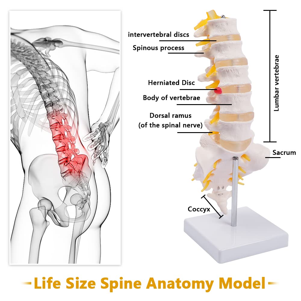 Mua Lumbar Spine Model - Life Size Human Lumbar Vertebrae Anatomy Model ...