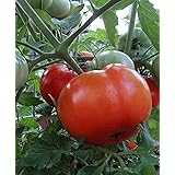 Amazon.com : Heatwave II Tomato Seeds (25 Seed Packet) (More Heirloom ...