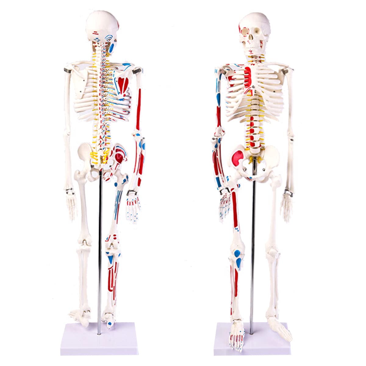 Mua SKUMOD Human Skeleton Model, 34" Tall Skeletal Anatomy Model with ...