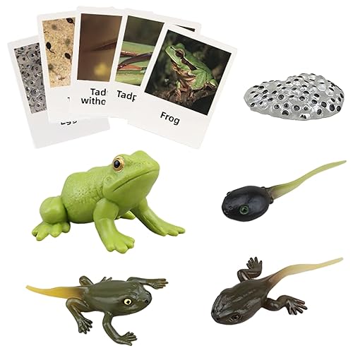 Montessori Frog Life Cycle with Flash Cards, Plastic Insects Tadpole to ...