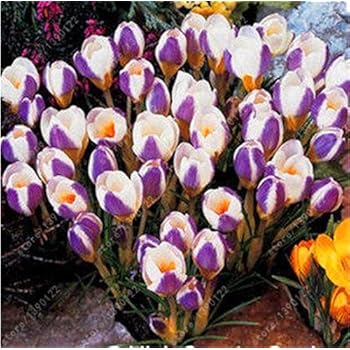 Saffron Crocus 10 Bulbs - Rare Spice - Fall Blooming - Crocus Sativus ...