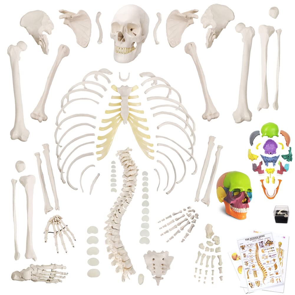 Human Model of Skeleton for Anatomy 67“ High with 200+ Bones Structures ...