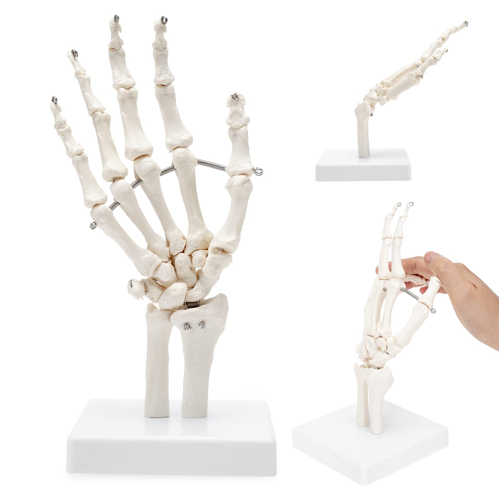 Mua SKUMOD Hand Joint Model, Human Hand Anatomical Model, Showing Ulna ...