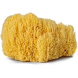 Amazon.com: Natural Grass Sea Sponge - 5-6 Inch: Beauty