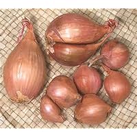 Amazon.com : Shallots, 1 Pound, Freshly Harvested, Large to Medium Size ...