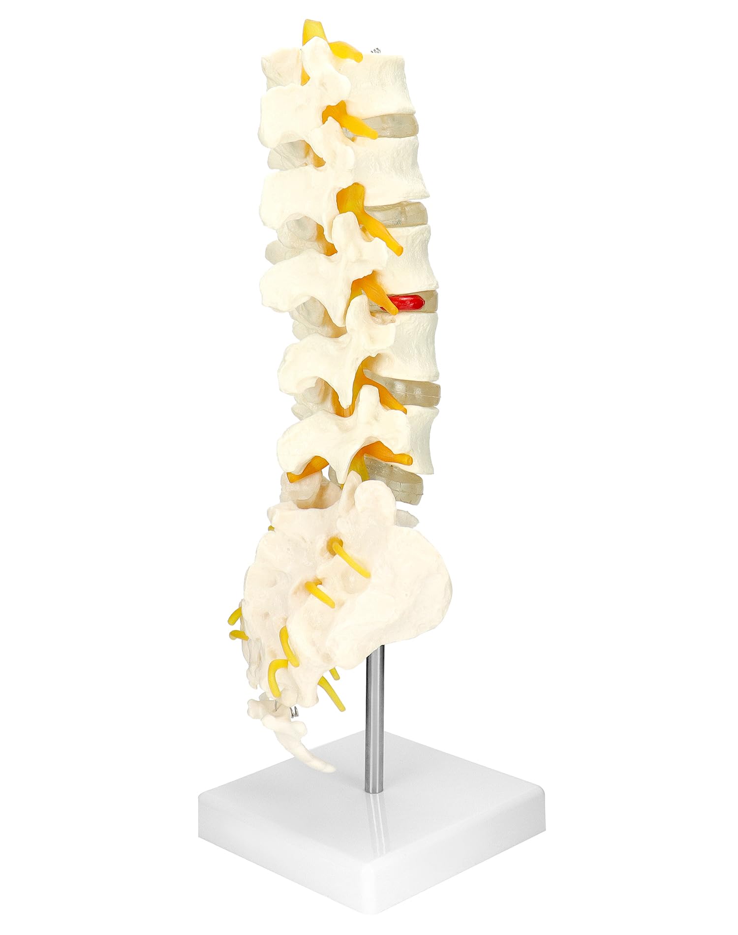 Mua QWORK Life-Size Human Spine Model with 5 Lumbar Vertebrae and ...