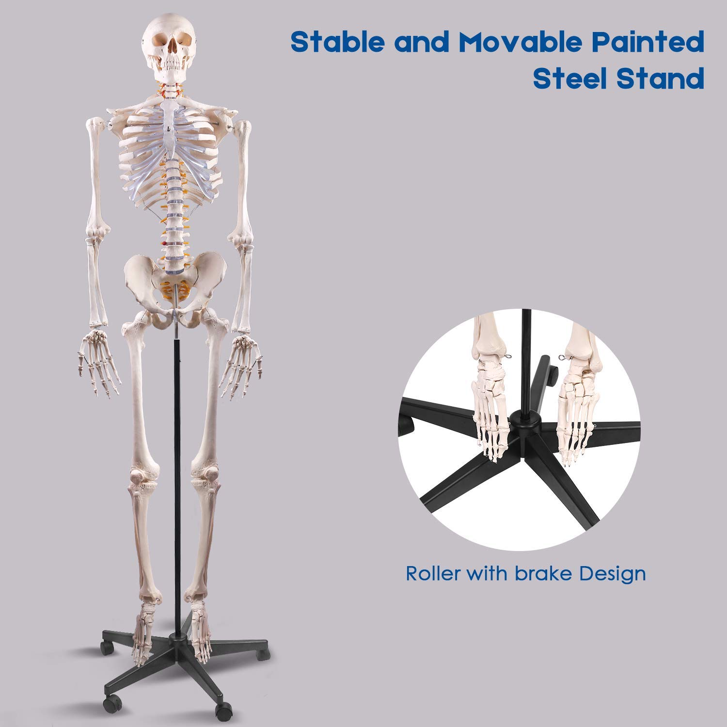 Mua LYOU Human Skeleton Model, Medical Anatomical Skeleton Life Size 70 ...