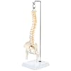 Axis Scientific 15.5" Mini Spine Model, Spine Model with Nerves ...