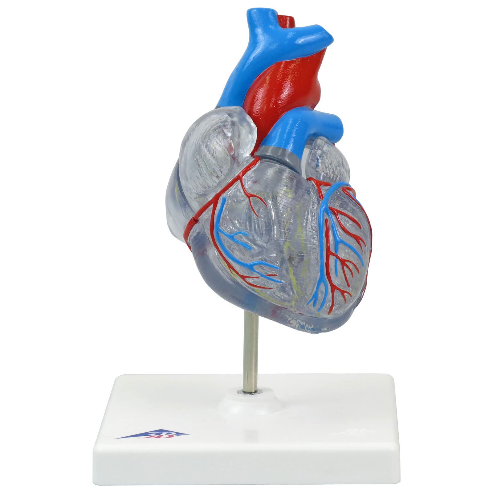 Mua Cardiac Model with Color Displaying Coronary Vessels and ...