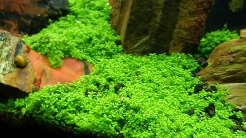 Potted Monte Carlo (Micranthemum) - Easy Carpet Aquarium Plant in Oman ...