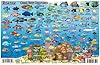 Roatan Honduras Dive Map & Reef Creatures Guide Franko Maps Laminated ...