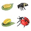 Ladybug Growth Cycle, Animal Growth Cycle Biological Model, Growth ...
