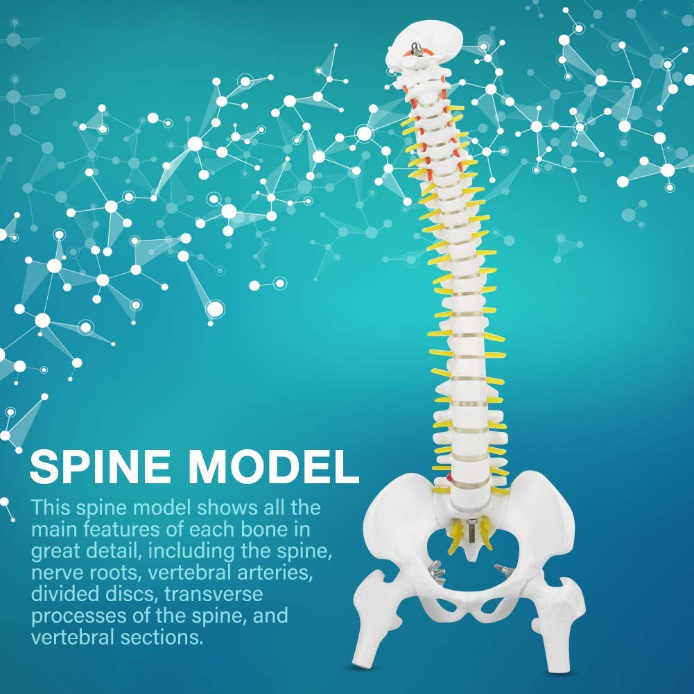 Anatomy Human Spine Model Anatomical Flexible Cord Vertebral Column ...