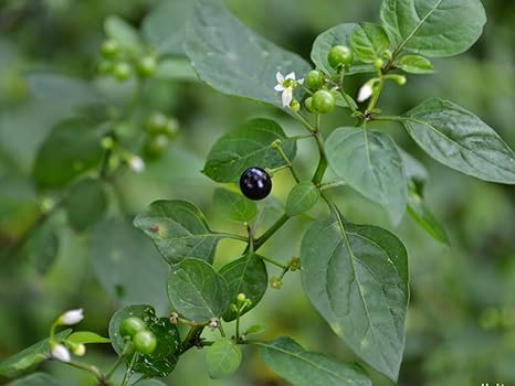 Bio Blooms Gardening Milagu Thakkali Keerai Seeds 1 Pack of Bio_70D ...
