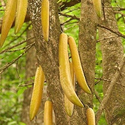 Amazon.com : Guajilote Seeds (Parmentiera edulis) 15+ Rare Tropical ...