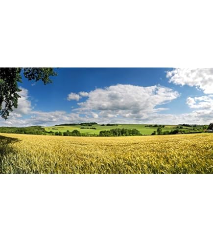 Farm Field Background
