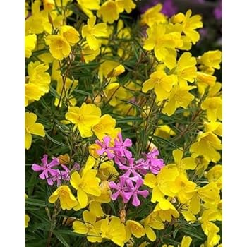 Amazon.com : NEW!! 30+ FRAGRANT YELLOW PHLOX FLOWER SEEDS / SHADE ...