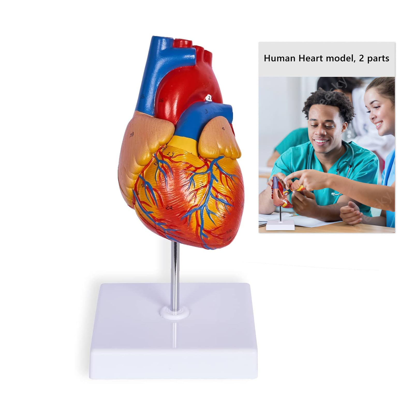 Mua breesky Life Size Human Heart Model, Anatomically Accurate 2 ...