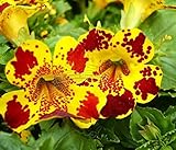 Mimulus - How to grow & care