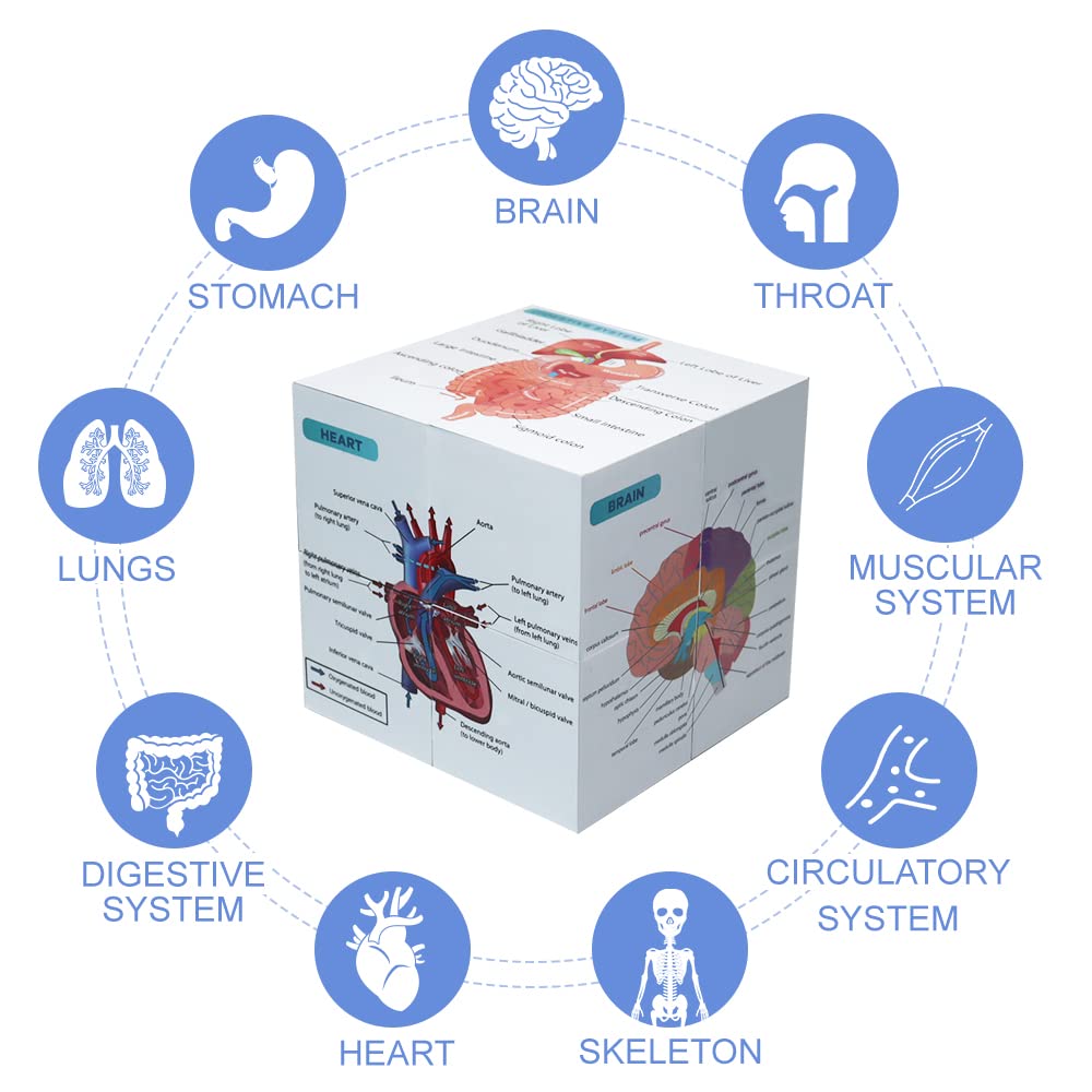 Mua Medical Student Human Anatomy 3.93"Cube Anatomy Poster Set Heart ...