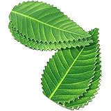 Amazon.com: Sushi Grass Baran Garnish Short 1000pcs #BA-1: Kitchen & Dining