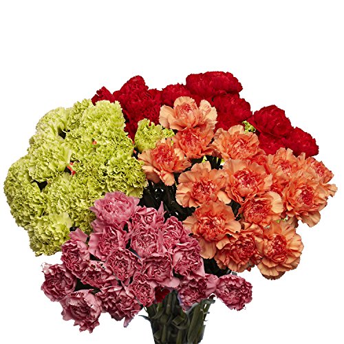 Fresh Flowers- 100 Assorted Carnations- Beautiful Gift - Madcity Florist
