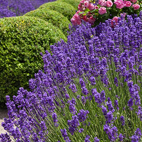 Outsidepride Lavandula Angustifolia True Lavender English Herb Garden ...