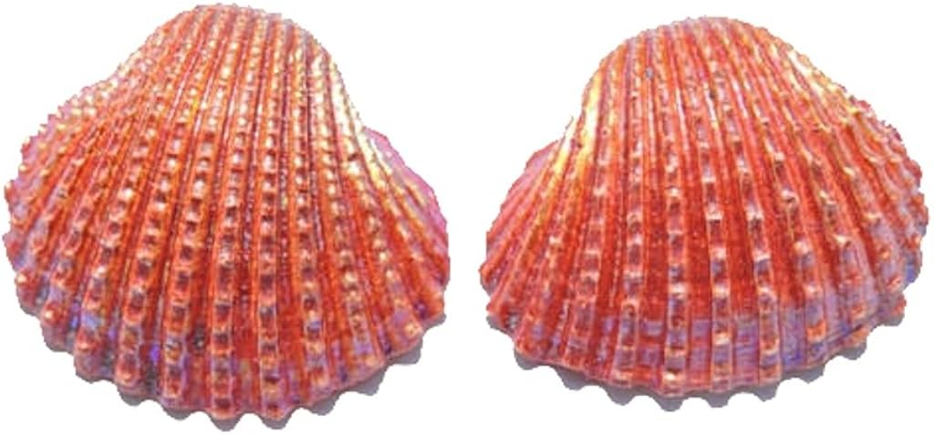 Amazon.com: 2 Pcs Matched Pair Outrageous Natural Orange Titanium ...