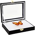 Amazon.com: Juvale Insect Display Case with Clear Glass Top, EVA Foam ...