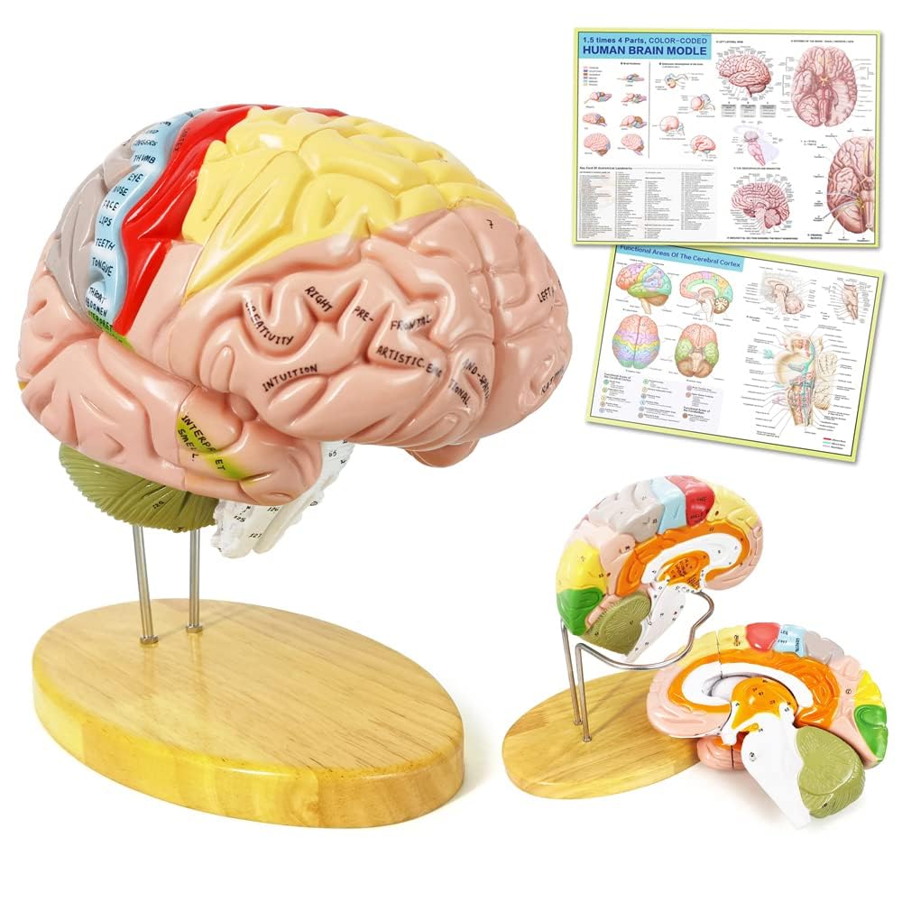 Mua Evotech Human Brain Model for Neuroscience, 4 Parts 1.5X Color ...