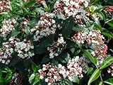 Viburnum tinus - How to grow & care