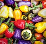 Chinese 5-Color Pepper: Unexpected Shades - PepperScale